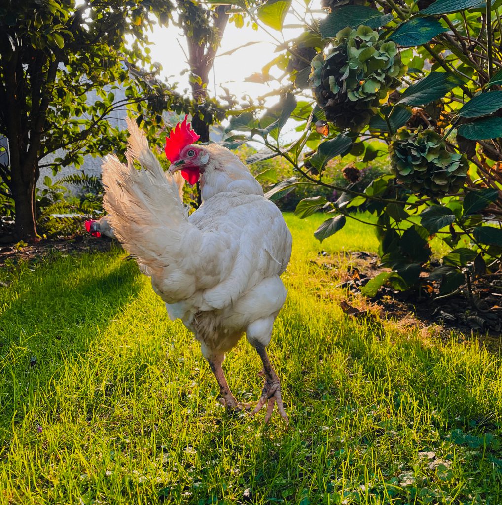 La cascina - B&B La Gallina, Lodi